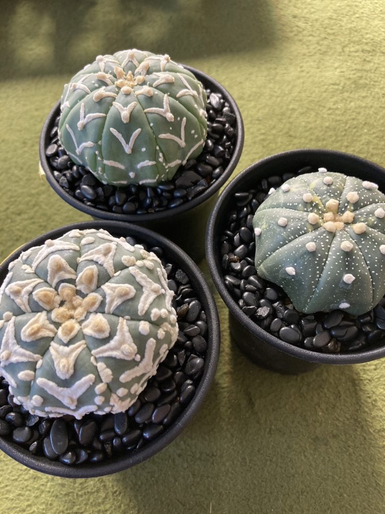 ブース | BOTAFES ボタフェス